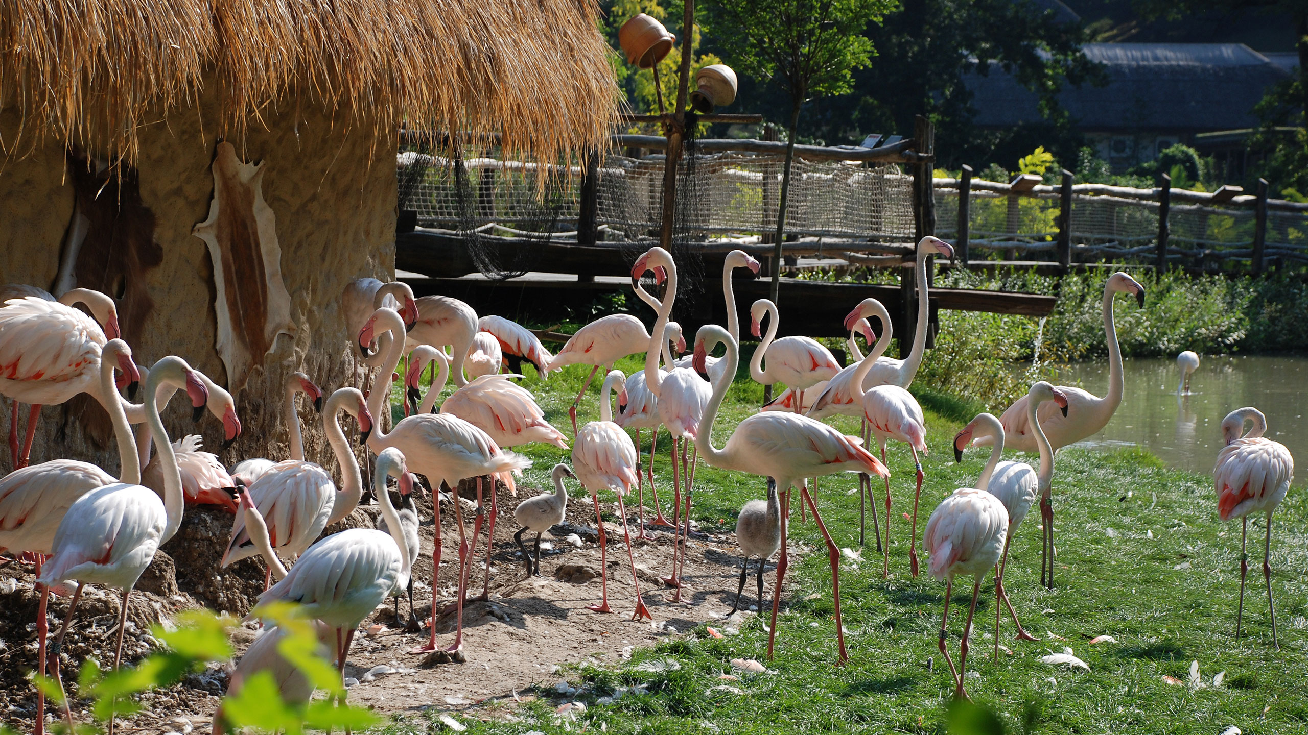 Flamingo enclosure | ZOO Zlín